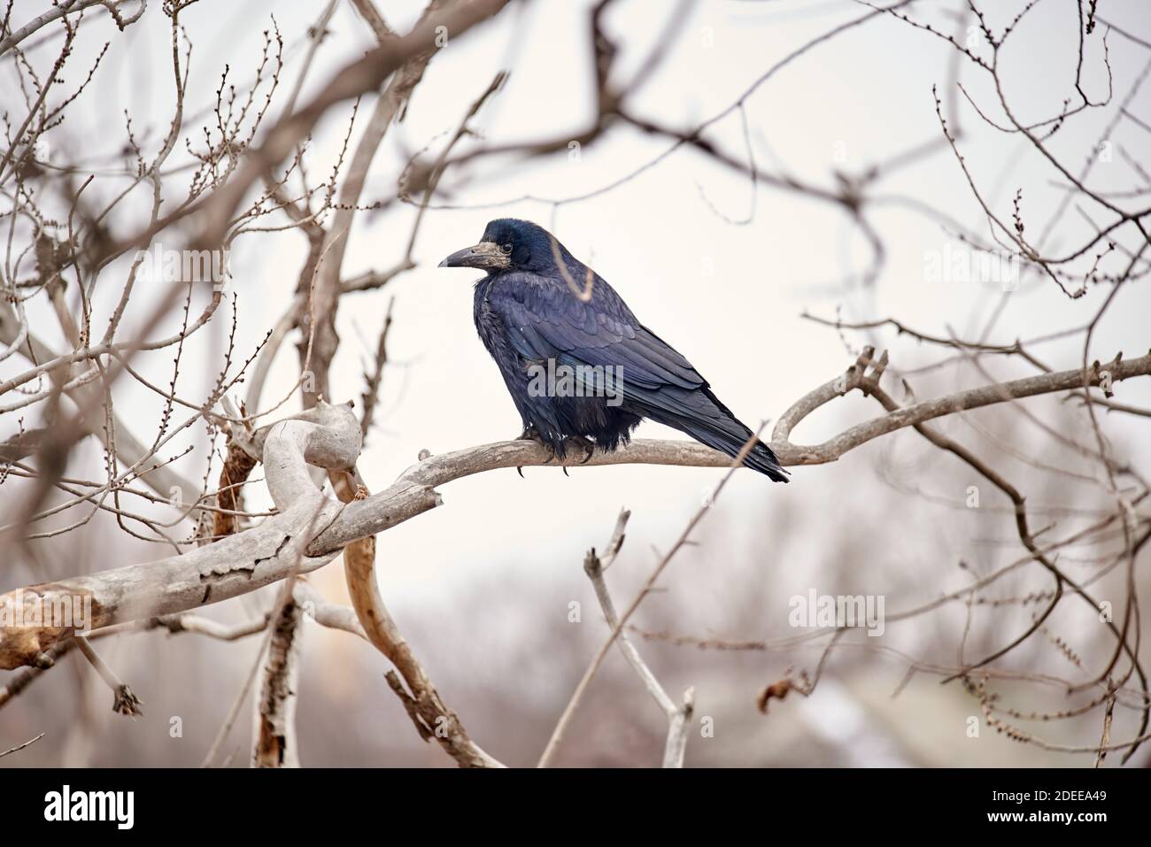 The rook is a member of the crow family in the passerine order of birds ...