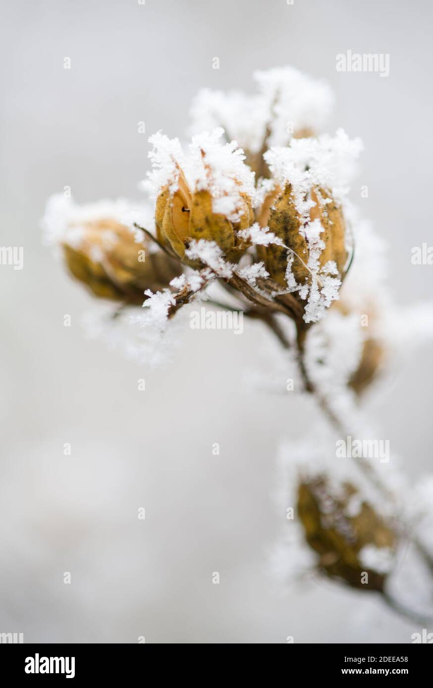 Frozen flower card hi-res stock photography and images - Alamy