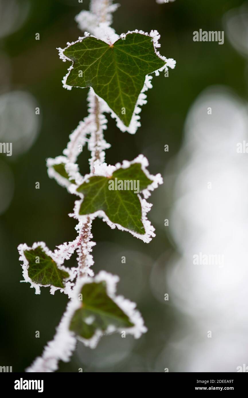 Ivy in winter hi-res stock photography and images - Alamy
