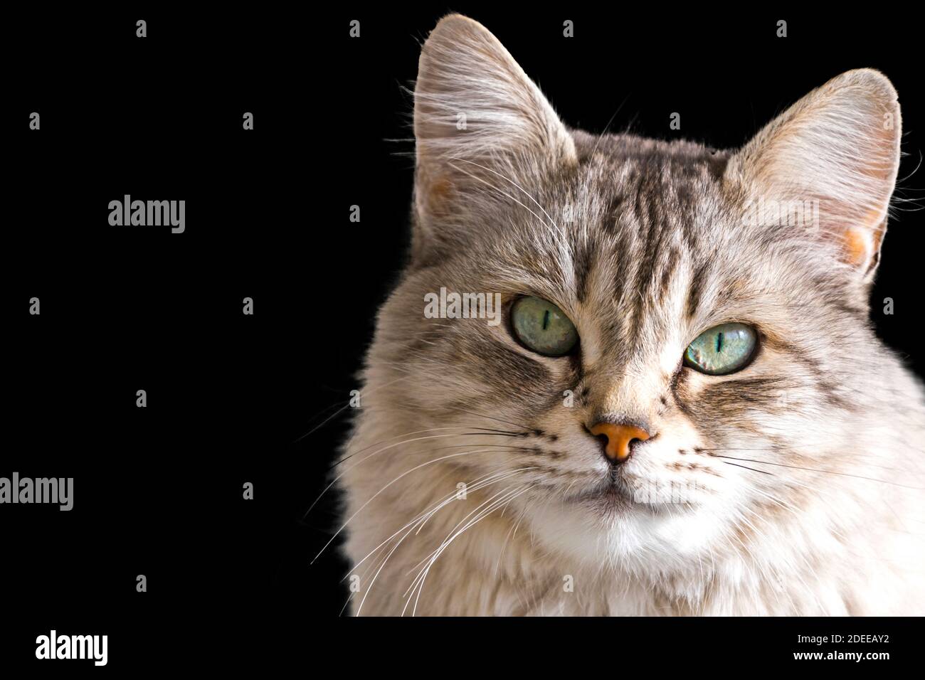 Siberian cattery hi-res stock photography and images - Alamy