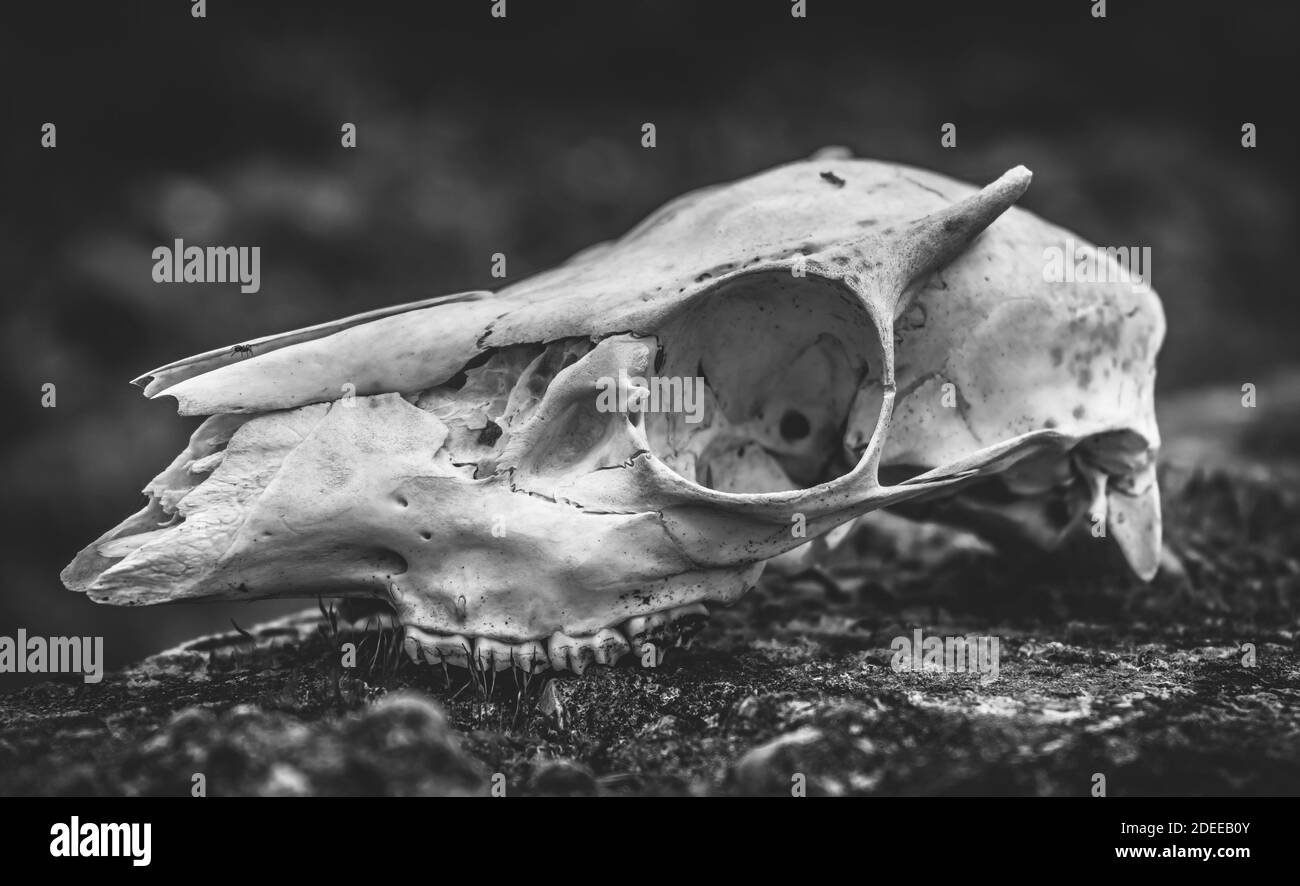 a black and white sheep skull in the dust Stock Photo - Alamy