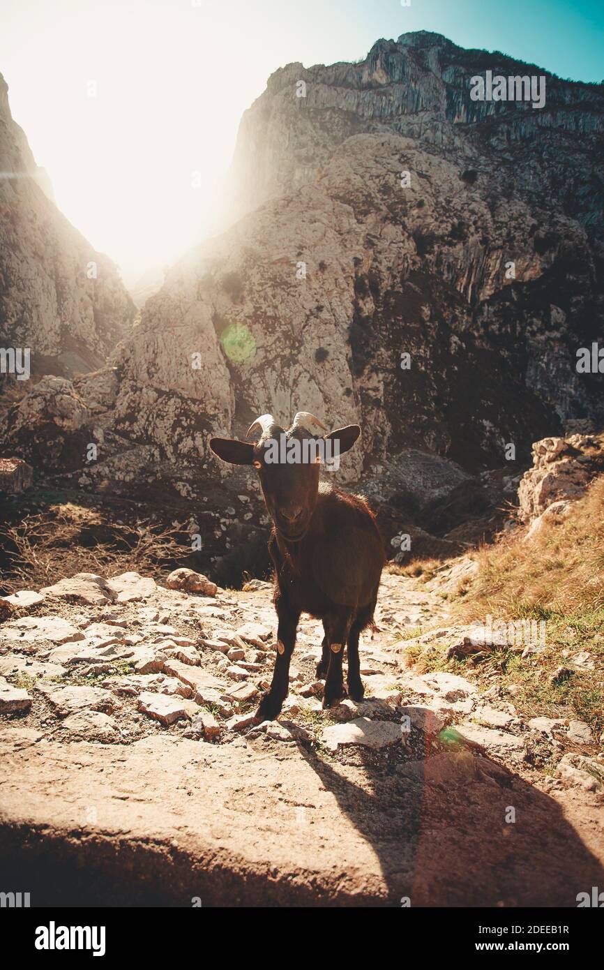 a goat poses for a picture Stock Photo - Alamy