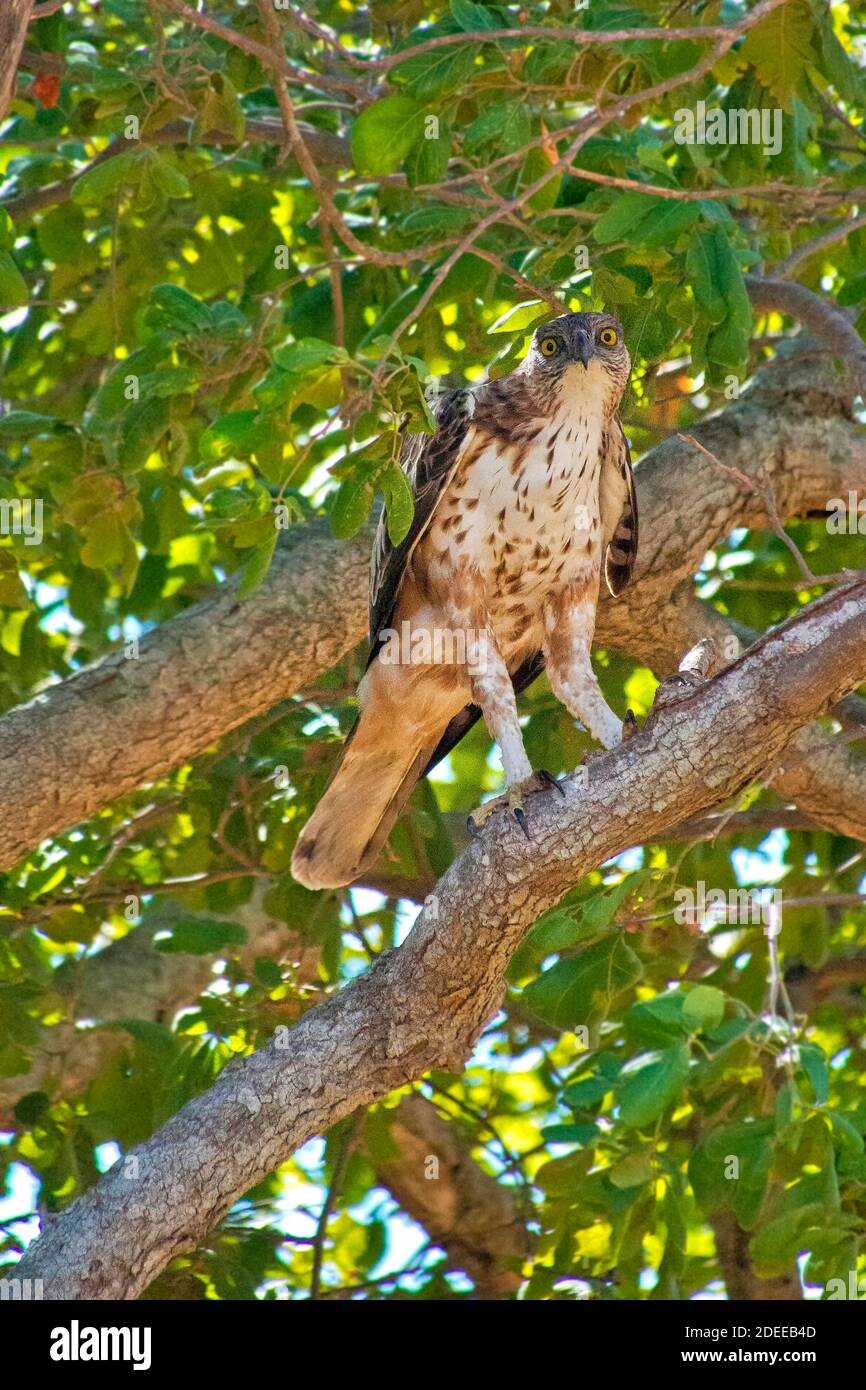 Crested Hawk Eagle, Changeable Hawk Eagle, Nisaetu cirrhatus, Udawalawe National Park, Sri Lanka ...