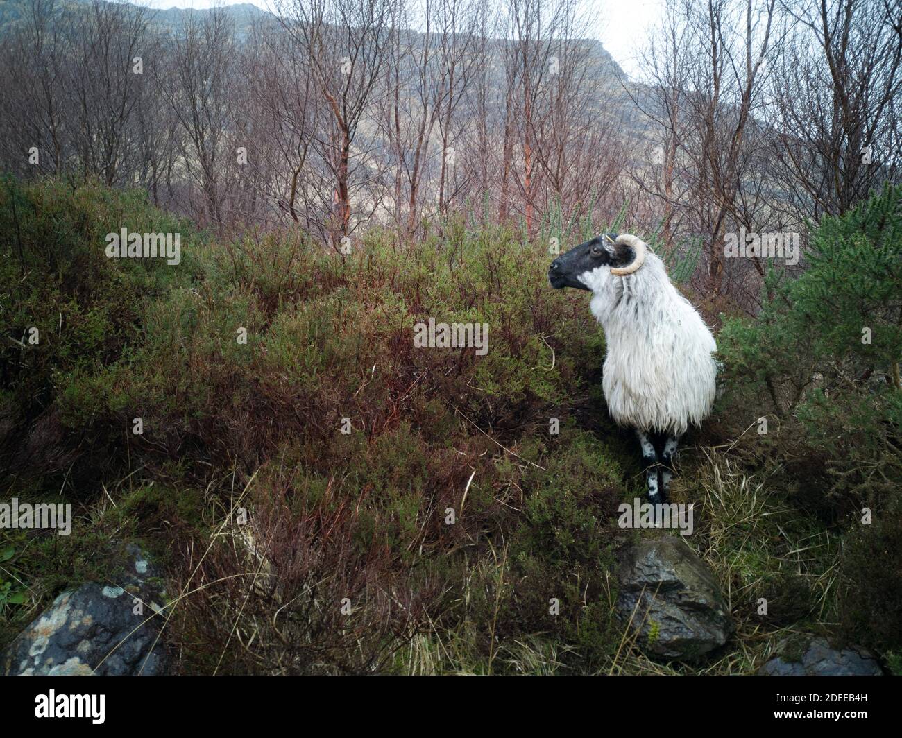 Regal poses hi-res stock photography and images - Alamy