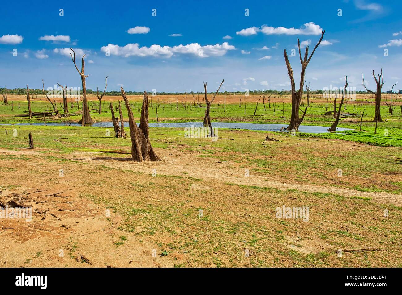 Wetlans Landscape, Dry Drowned Trees, Udawalawe National Park, Sri ...