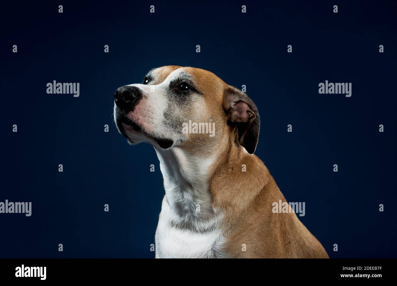 a white and tan dog stares longingly to the side Stock Photo - Alamy