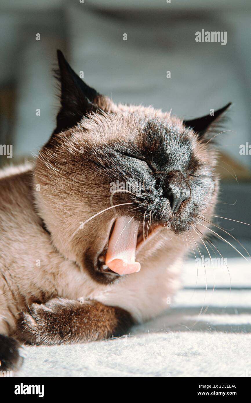 Yawing hi-res stock photography and images - Alamy
