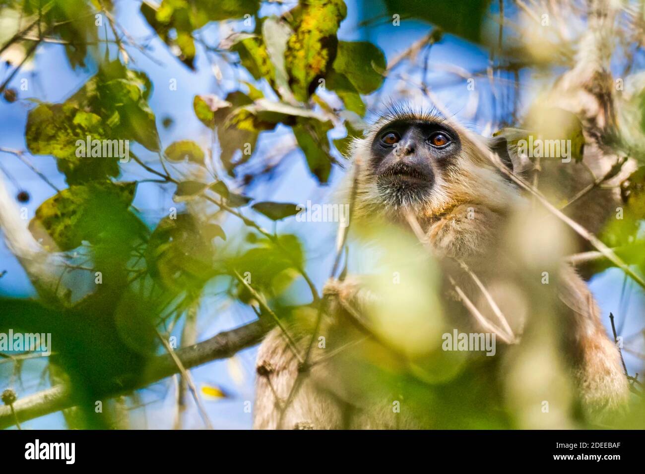 Tarai Gray Langur, Semnopithecus hector, Cercopithecidae, Royal Bardia ...