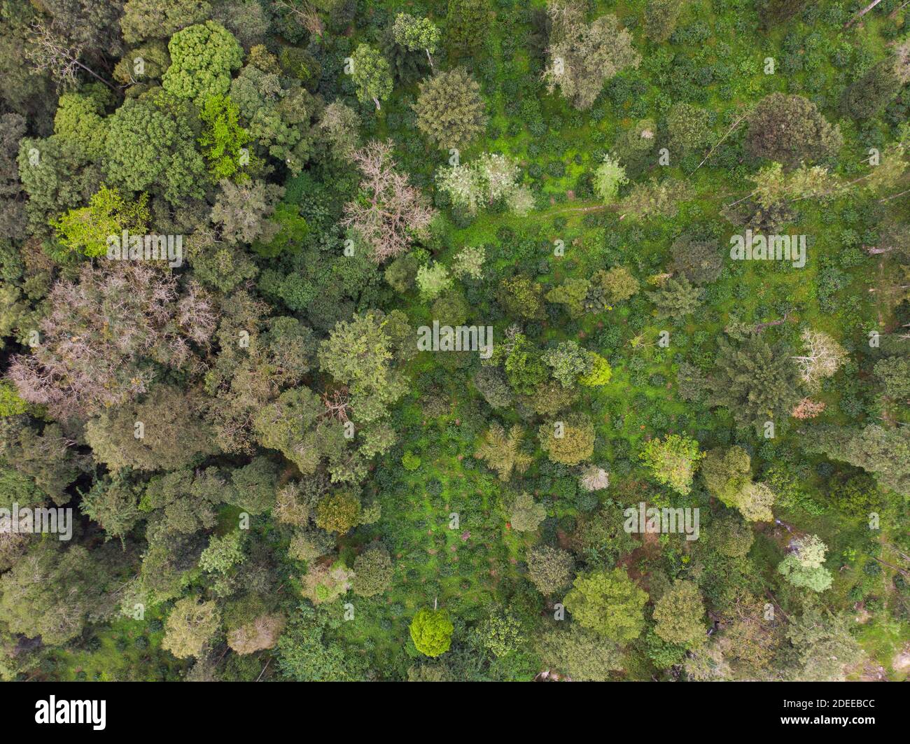 Karnataka Forest High Resolution Stock Photography and Images - Alamy