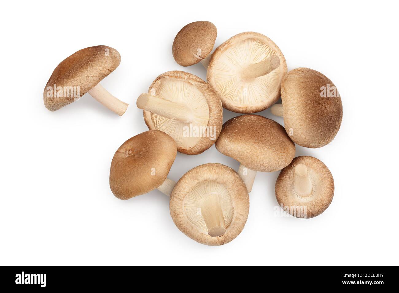 Fresh Shiitake mushroom isolated on white background with clipping path ...