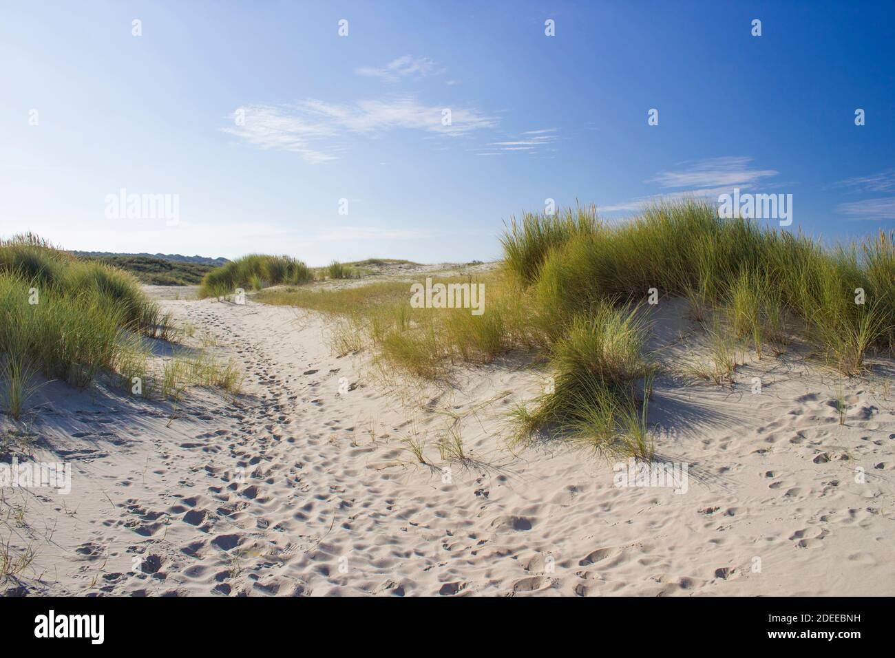 the dunes, Renesse, Zeeland, the Netherlands Stock Photo - Alamy