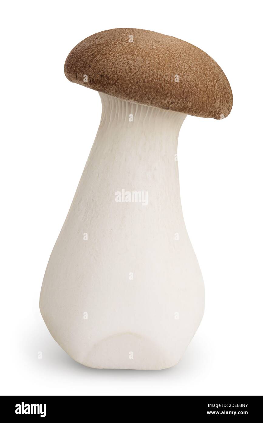 King Oyster mushroom or Eringi isolated on white background with ...