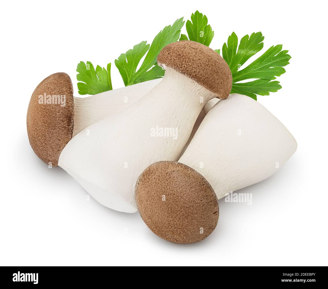 King Oyster mushroom or Eringi isolated on white background with ...