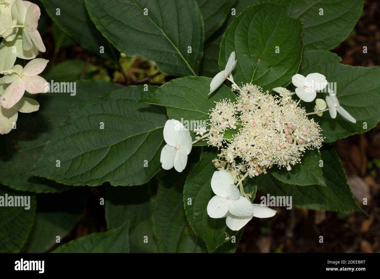 Upright seed capsules hi-res stock photography and images - Alamy