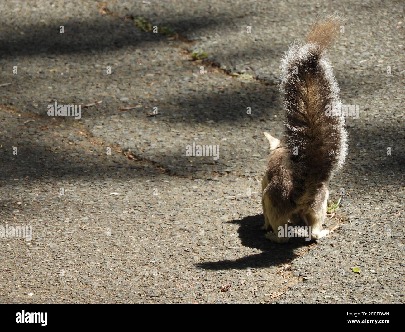 A back view of a small gray squirrel in a park Stock Photo - Alamy