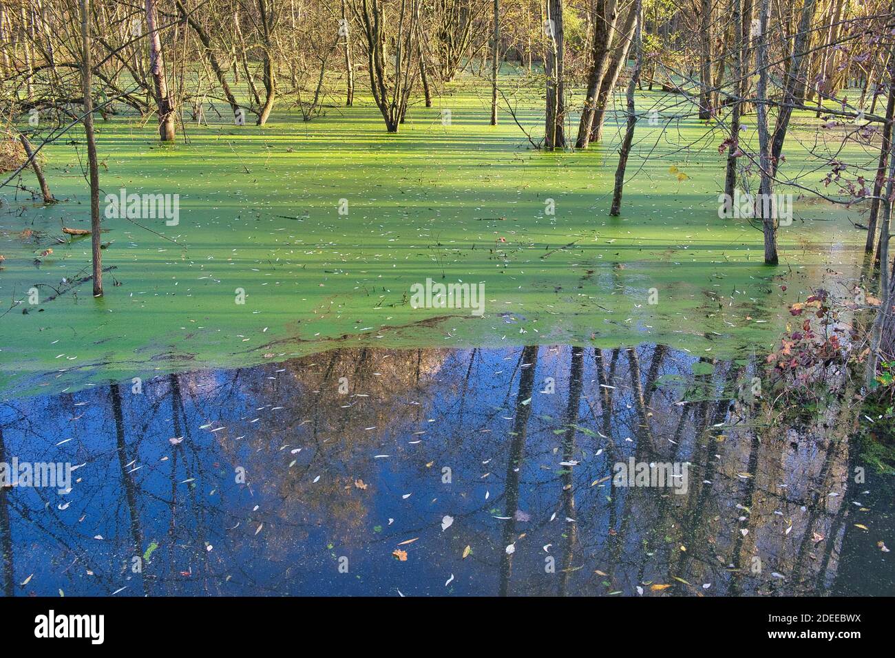 Dense aquatic plants covering water hi-res stock photography and images ...