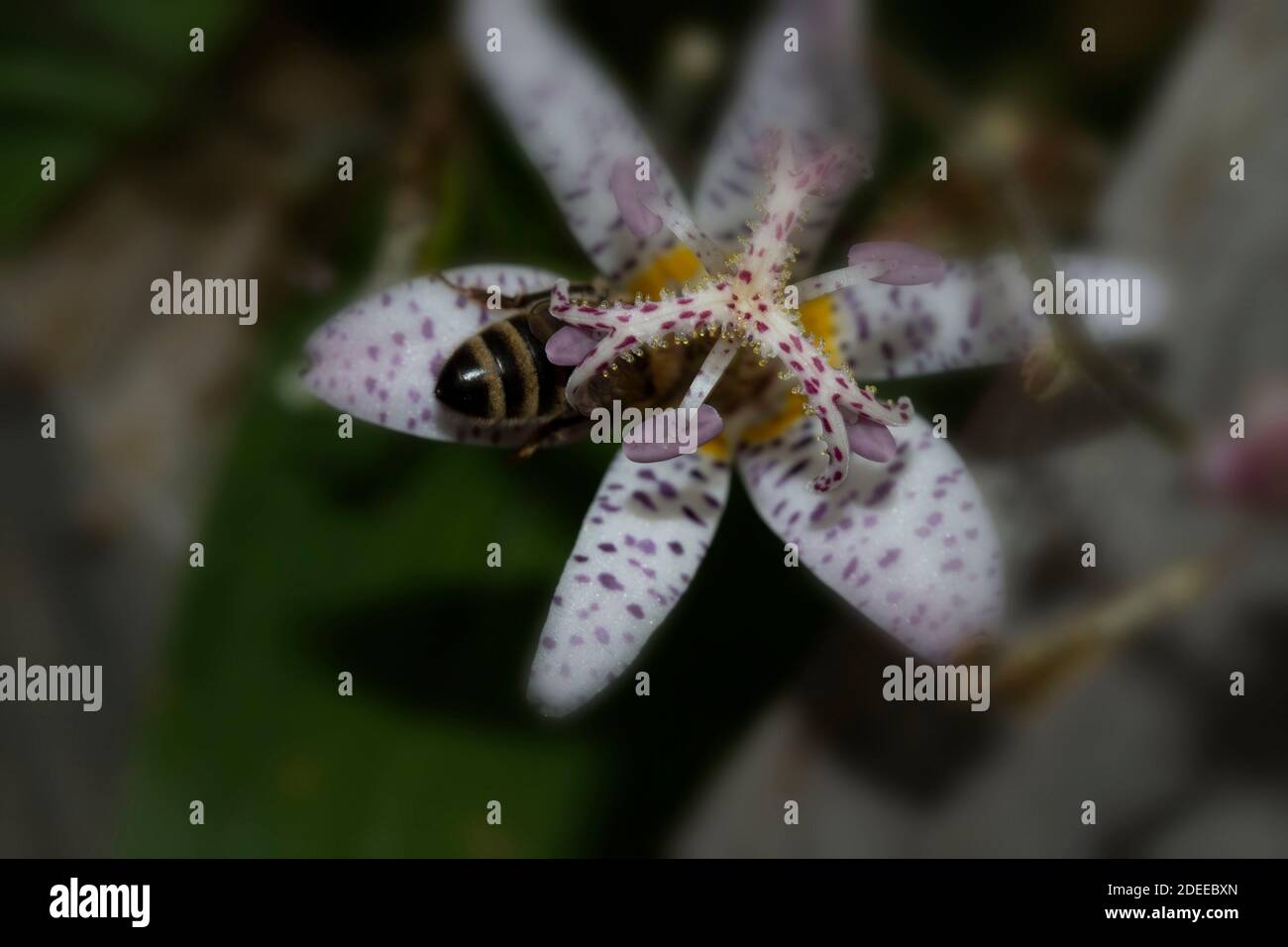 Industrious bee harvesting Tricyrtis flower Stock Photo - Alamy