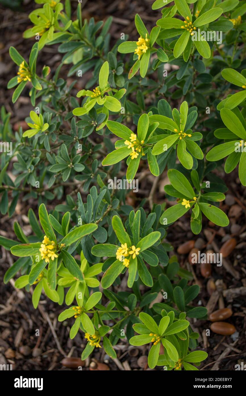 Daphne royal crown hi-res stock photography and images - Alamy