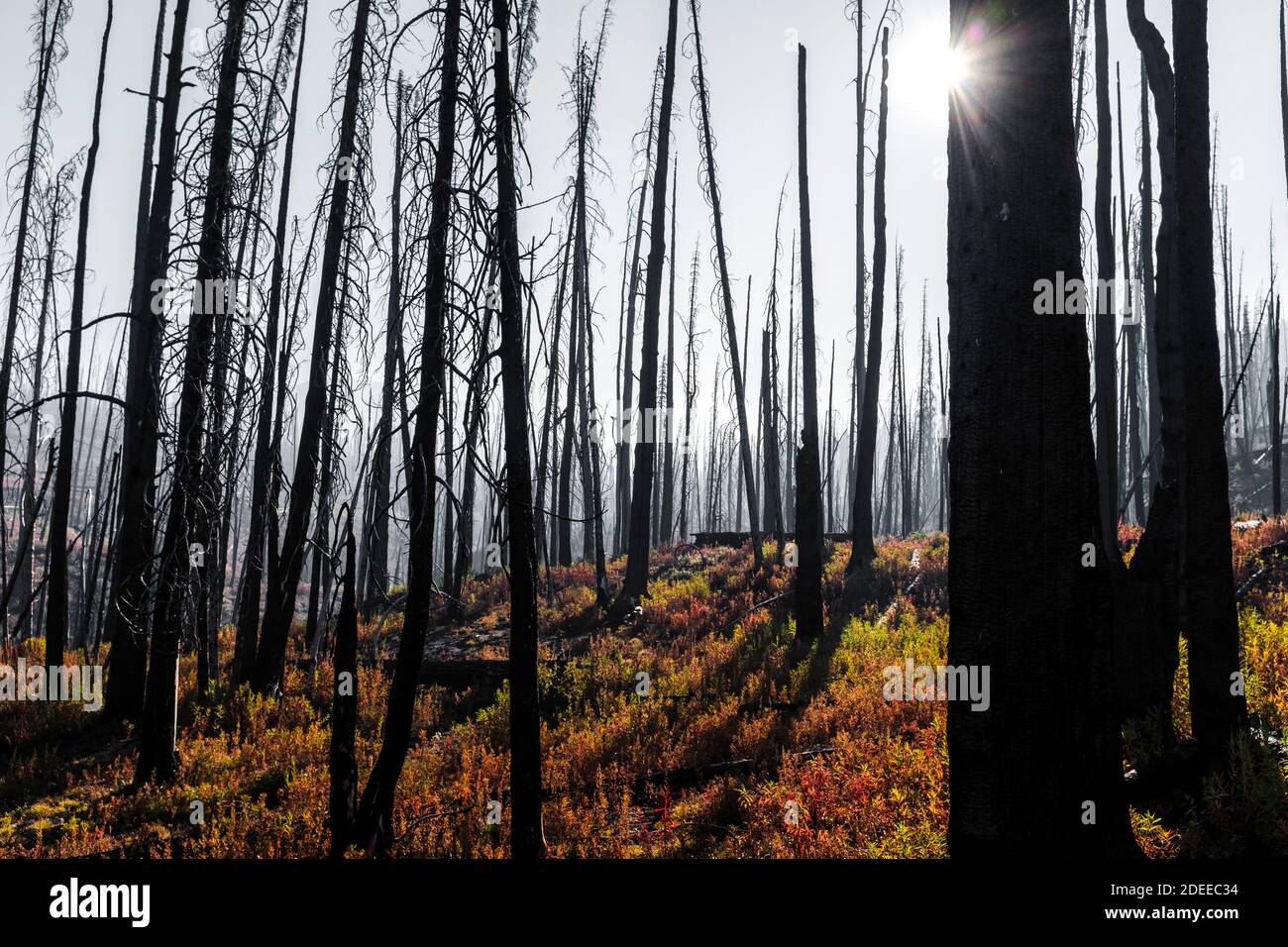 WA17718-00.....WASHINGTON - Burnt forest at Bunker Hill along the ...