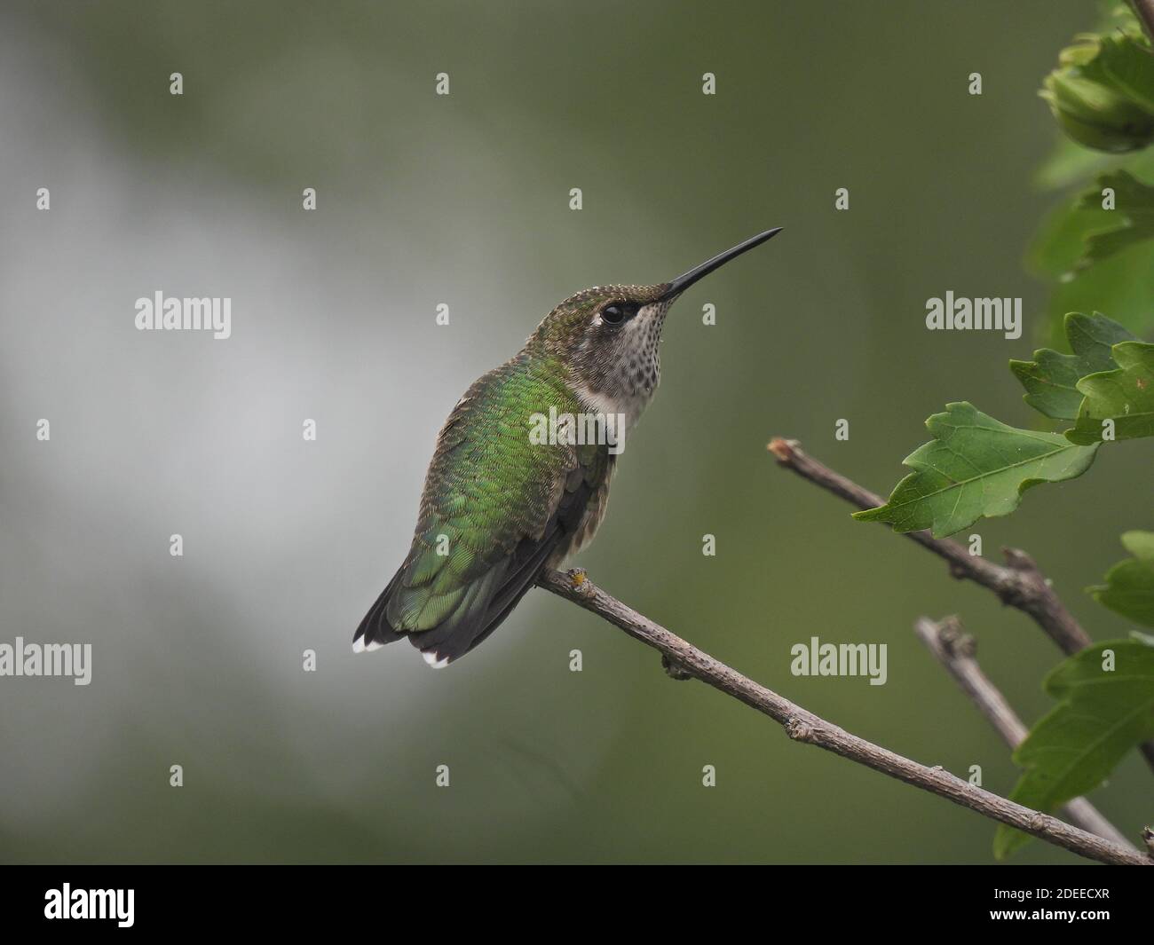 Humming bid hi-res stock photography and images - Alamy