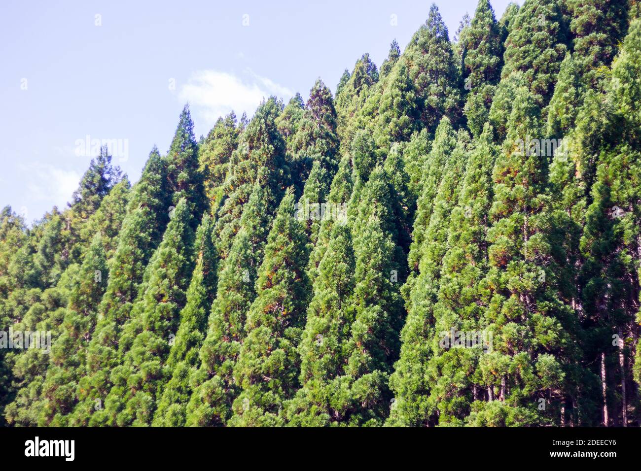 Rows of pine trees hi-res stock photography and images - Alamy