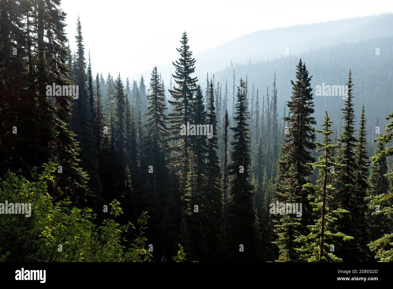 Spikey trees hi-res stock photography and images - Alamy