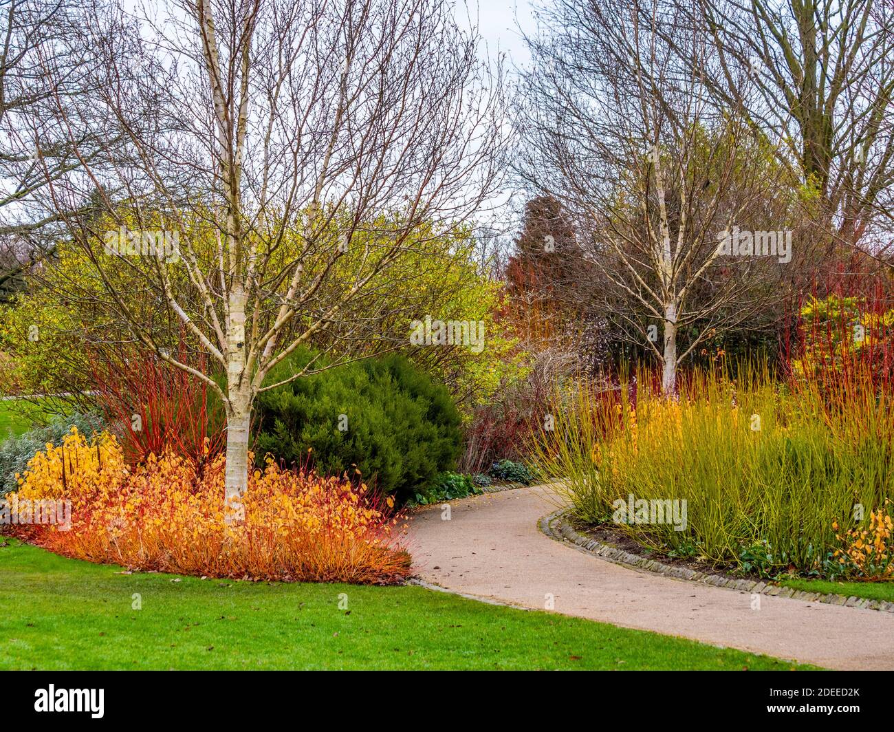 Winter garden at Harlow Carr gardens in Harrogate, North Yorkshire, UK ...