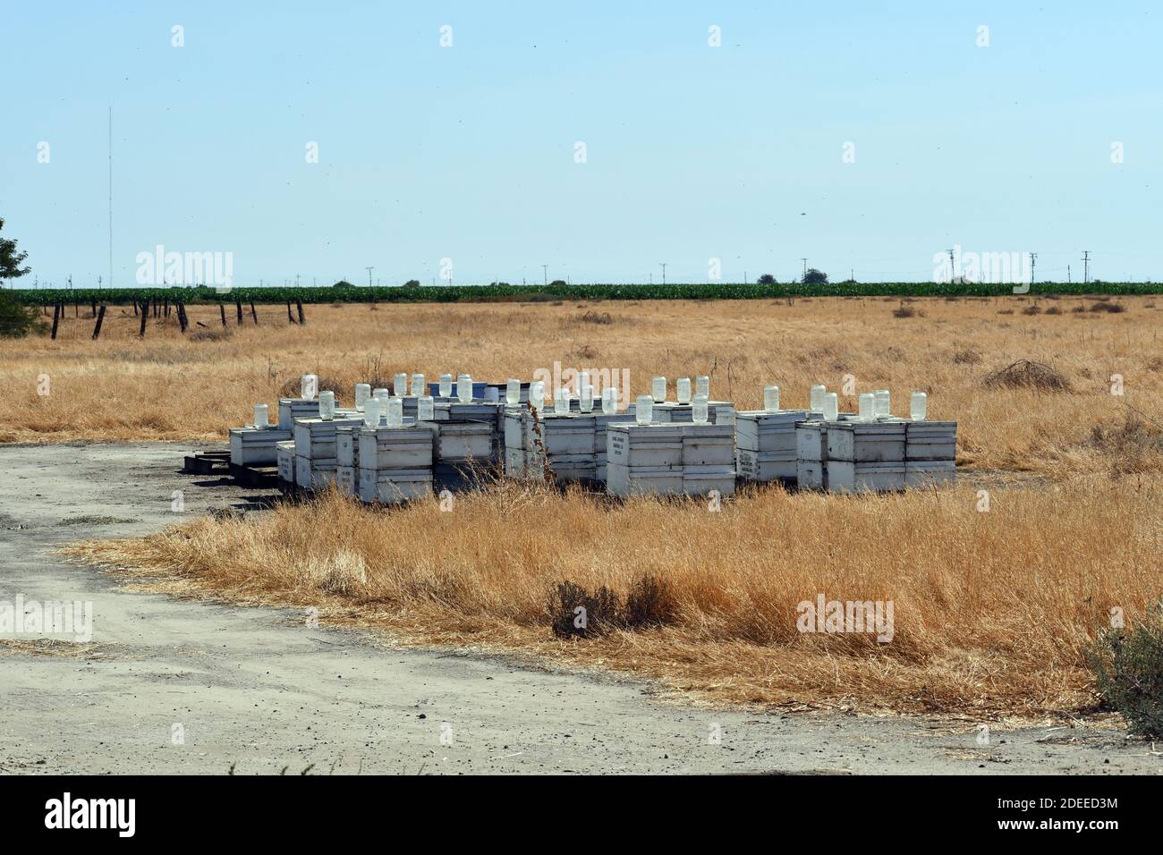 An apiary with many wooden old beehives having water cans on top Stock ...