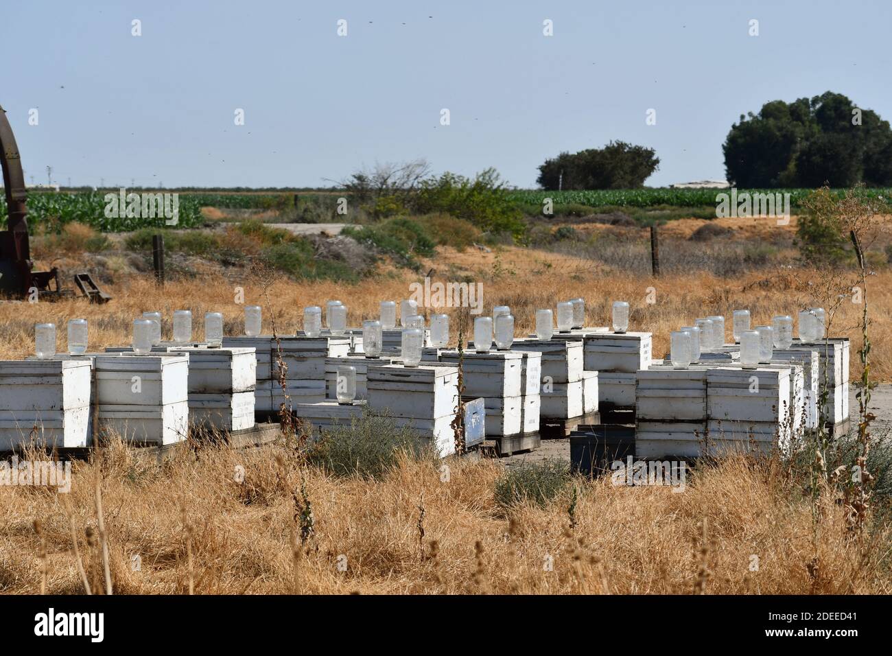 An apiary with many wooden old beehives having water cans on top Stock ...