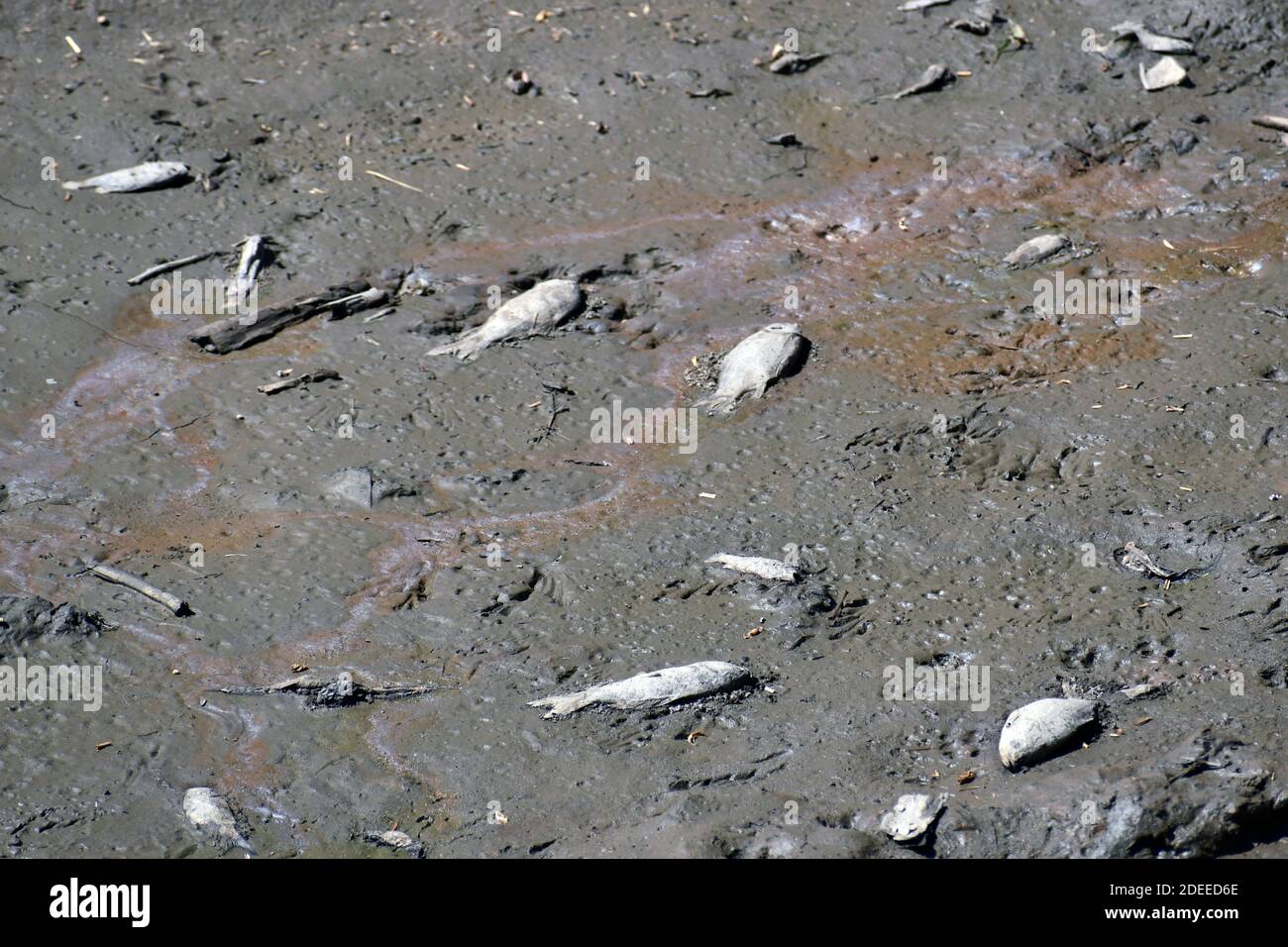 Poisoned dead fish died because of industrial water pollution Stock ...