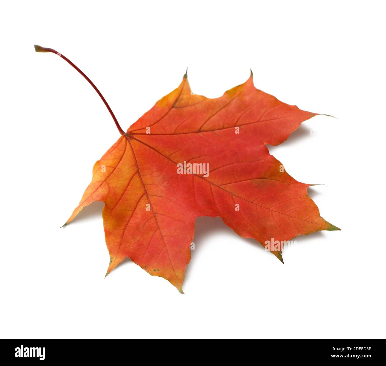 Autumn maple leaf isolated on white background with shadows, clipping ...