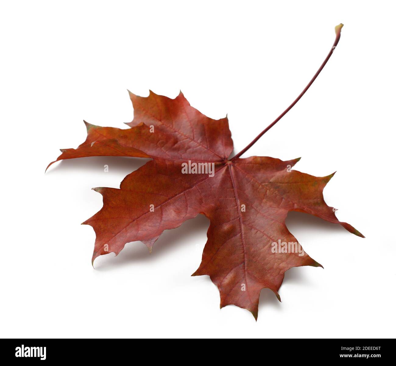 Autumn maple leaf isolated on white background with shadows, clipping ...