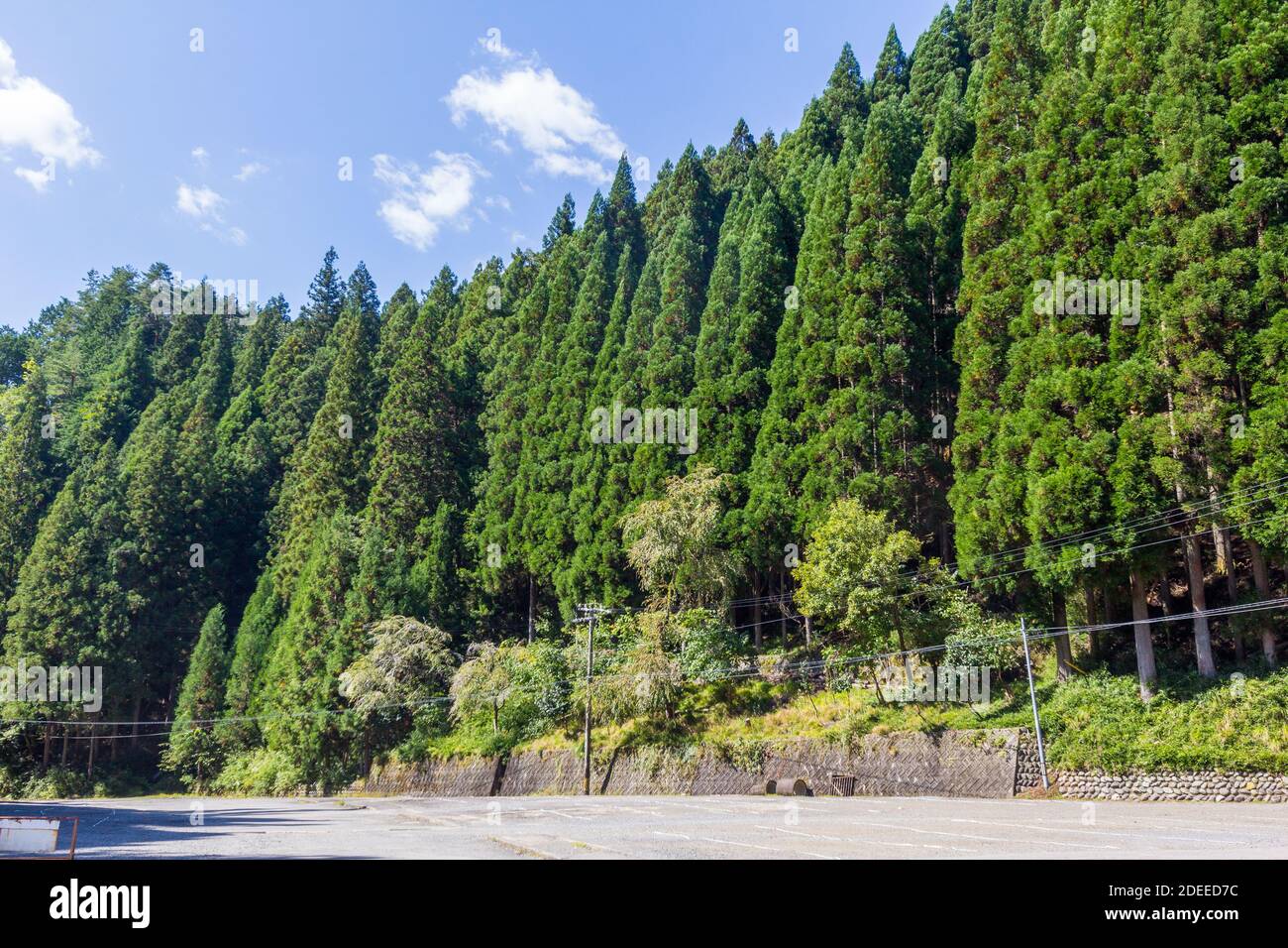 Aichi trees hi-res stock photography and images - Alamy