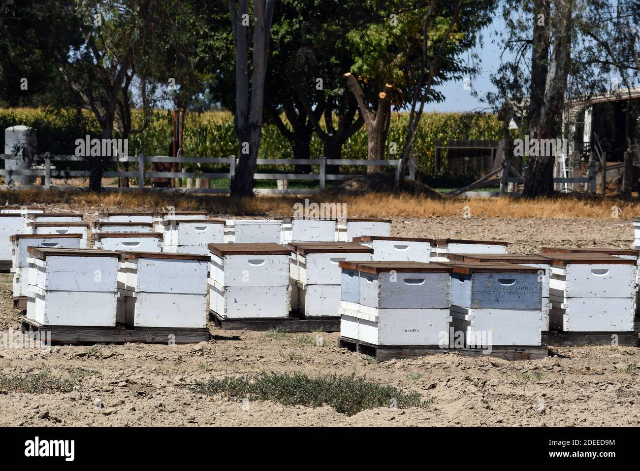 An apiary with many wooden old beehives Stock Photo - Alamy