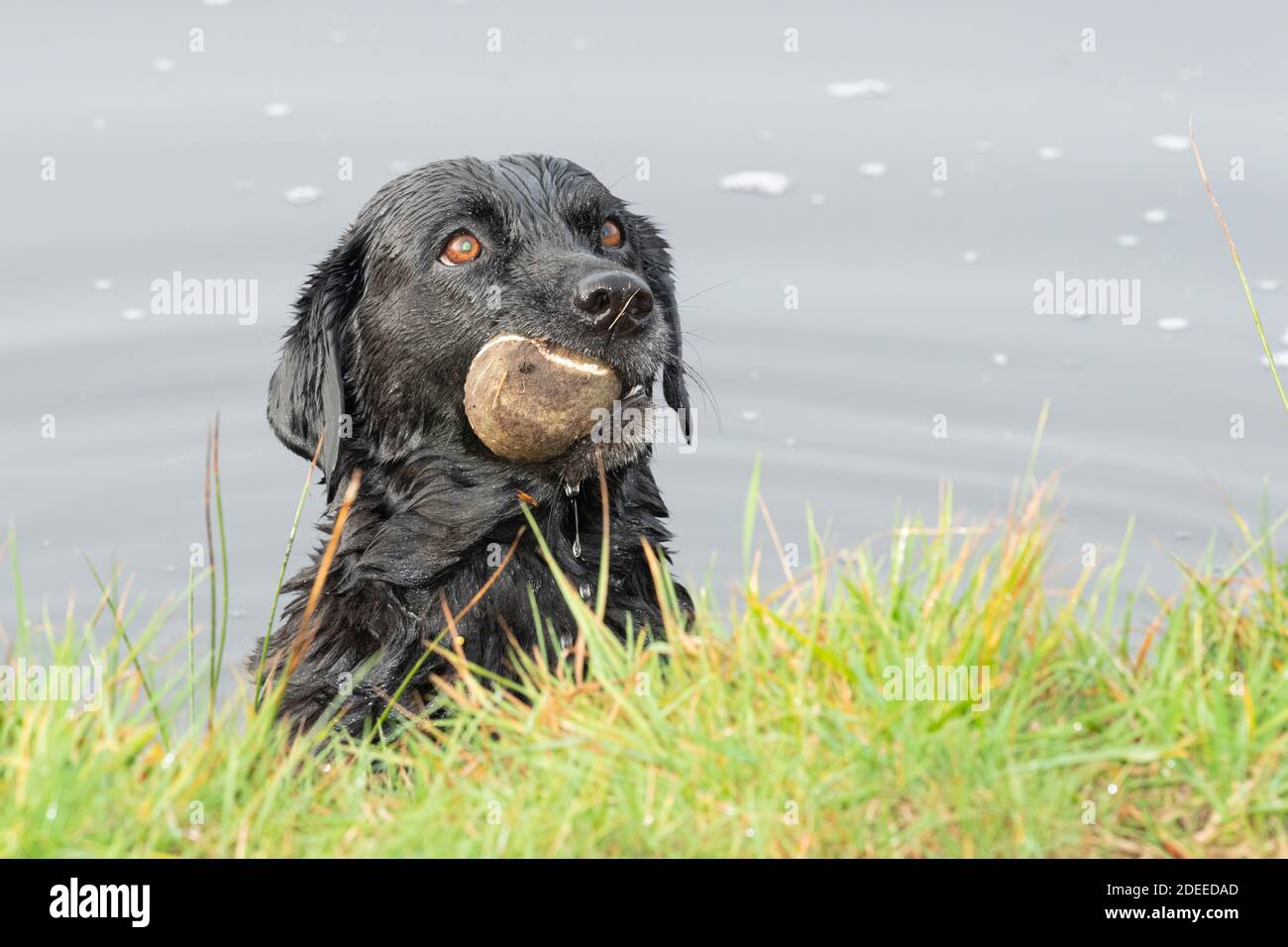 Head shot of a black Labrador in the water looking expectantly Stock ...