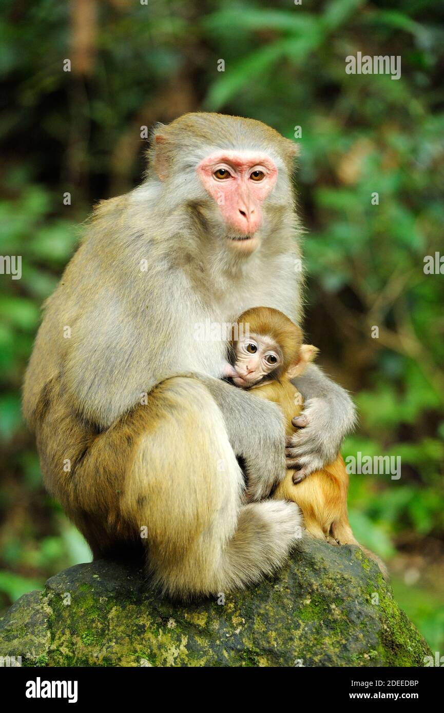 Macaque mother with ape baby in Wulingyuan - Zhangjiajie National ...