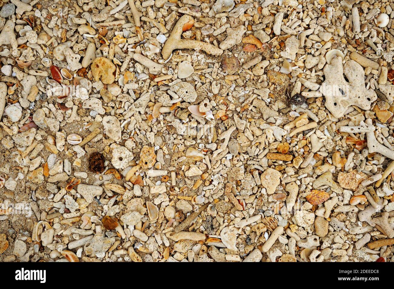 Carpet of shells hi-res stock photography and images - Alamy