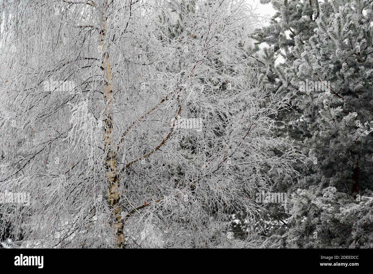 View from house at back yard with birch and pine trees in beautiful ...
