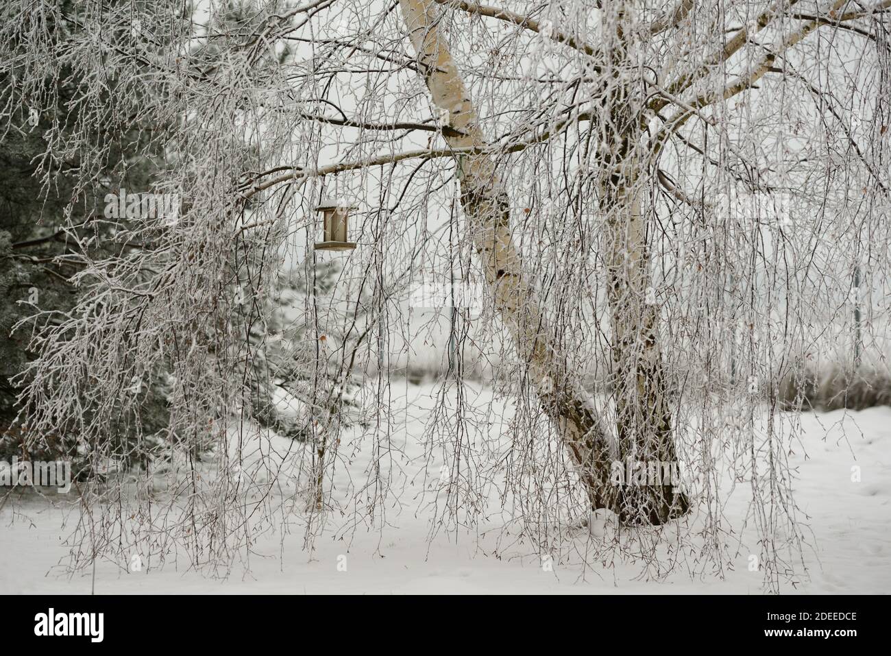View from house at back yard with birch and pine trees in beautiful ...