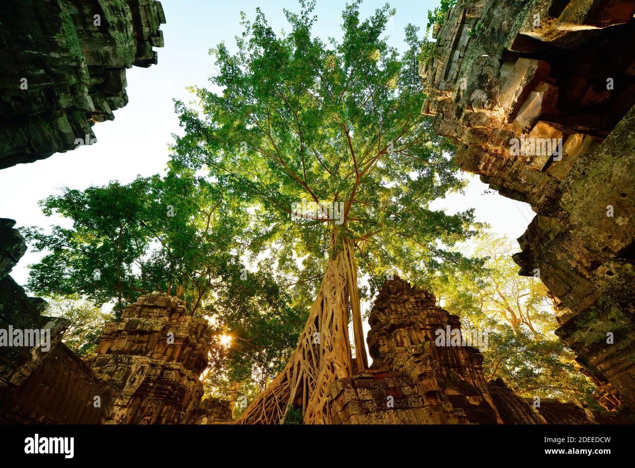 Huge tree, illuminated by beautiful backlit, growing in the middle of ...