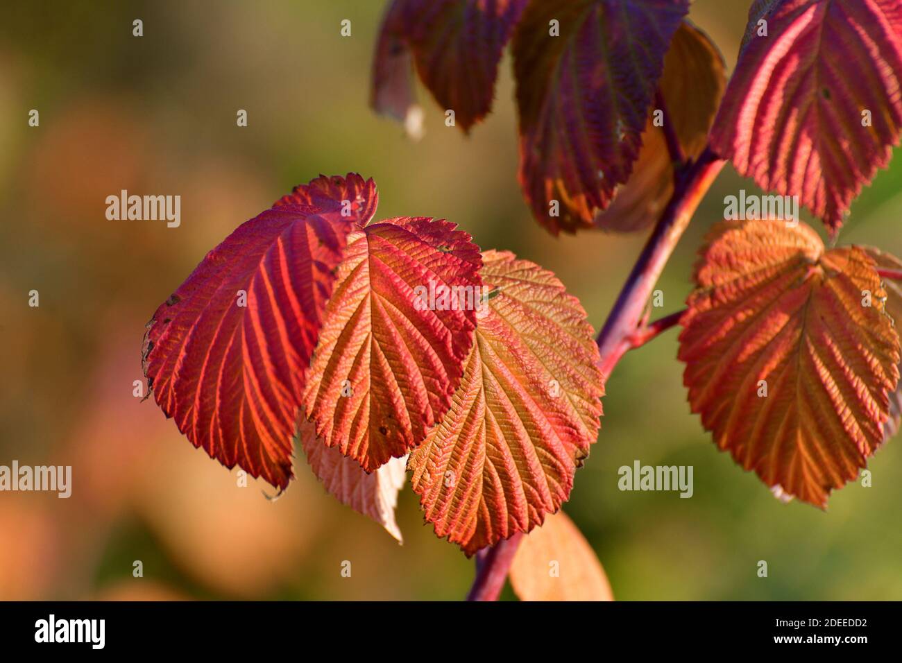 Beautiful red autumn raspberry leaves, close up Stock Photo - Alamy