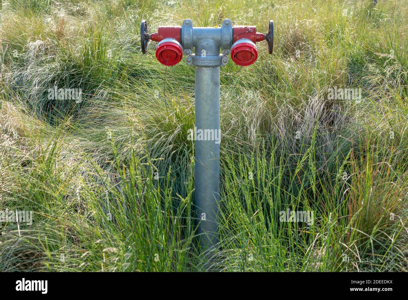 An industrial fire hydrant outdoors amongst grass and weeds in regional ...
