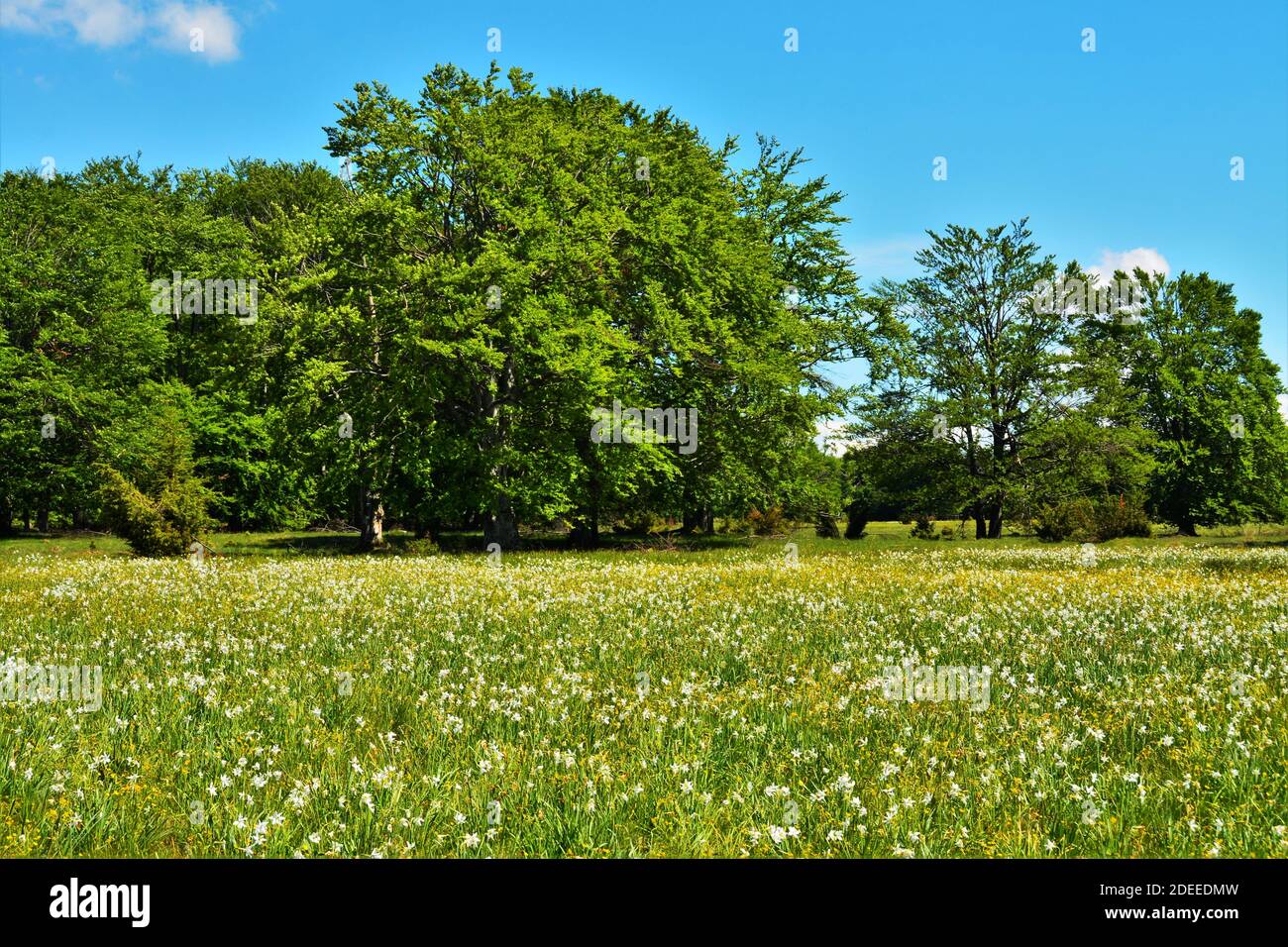 White glade hi-res stock photography and images - Alamy