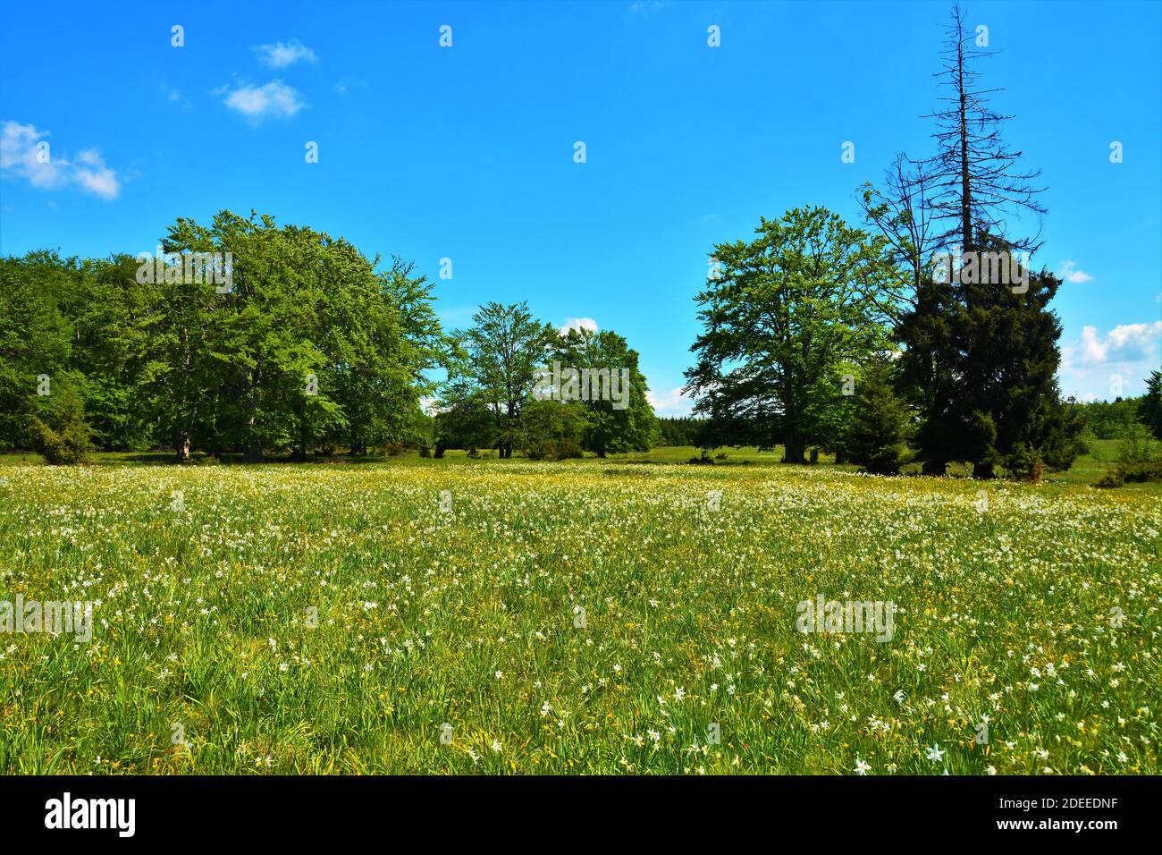 A glade of wild white daffodils Stock Photo - Alamy