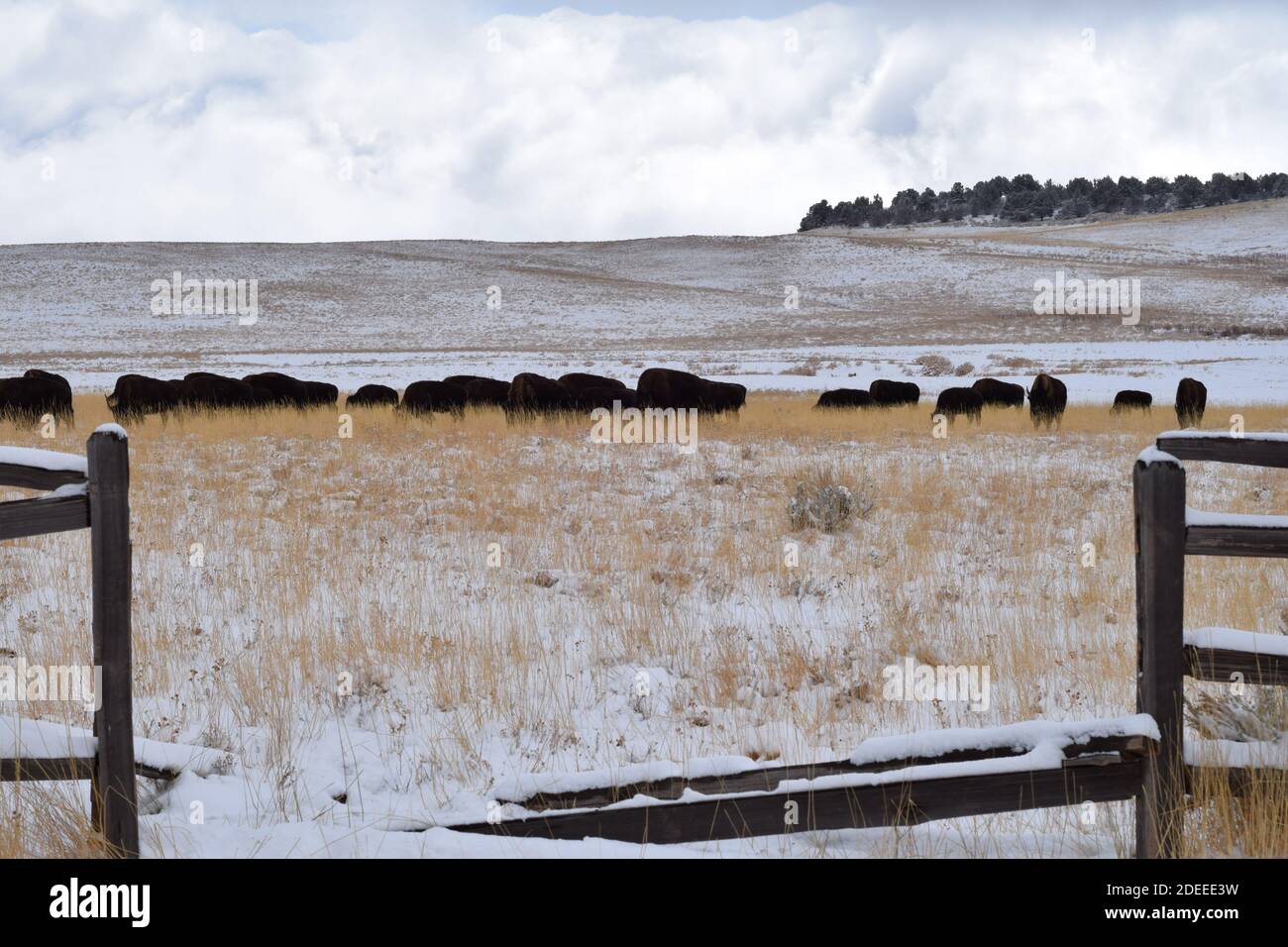 Bison in Utah Stock Photo - Alamy