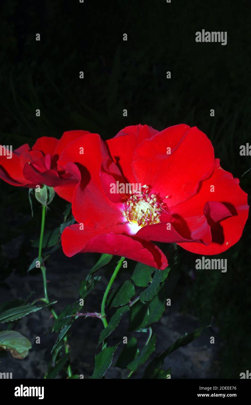 Red rose close-up Stock Photo - Alamy