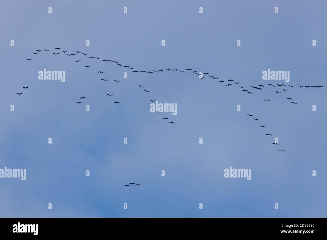 Crane formation hi-res stock photography and images - Alamy