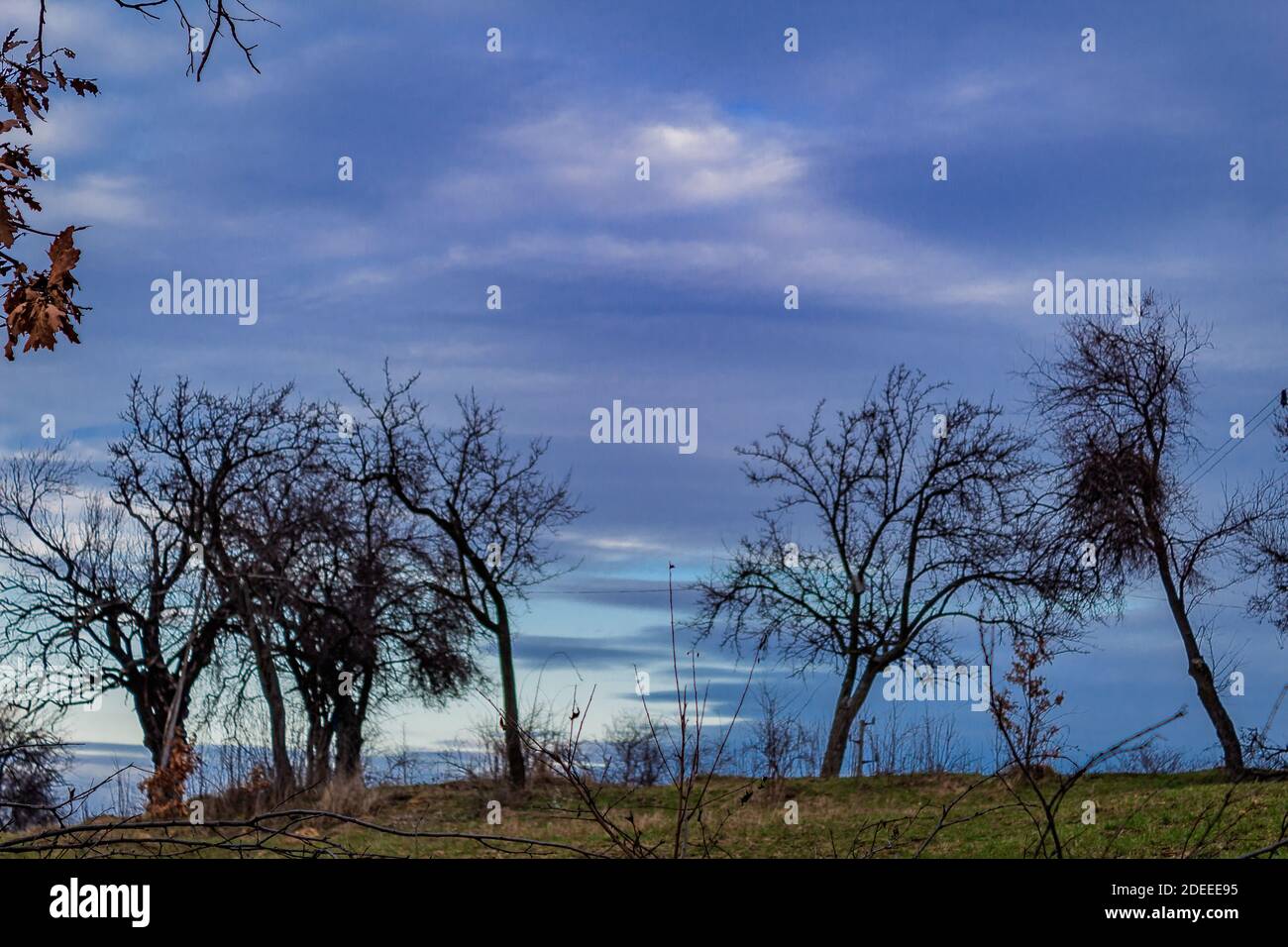 Dry February trees near Medven Stock Photo - Alamy
