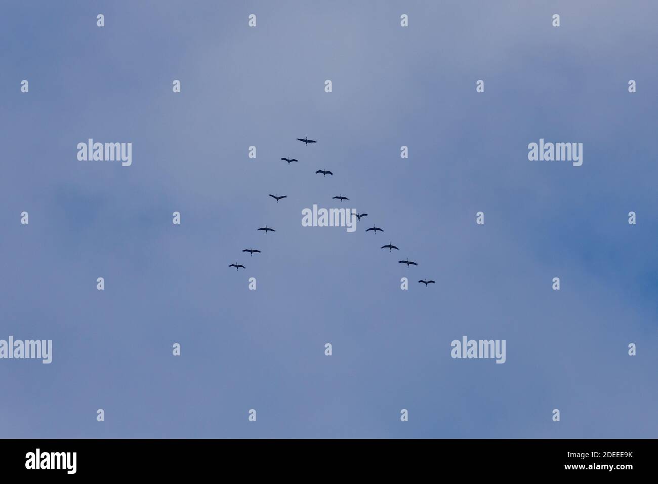 A Formation of migratory cranes Stock Photo - Alamy