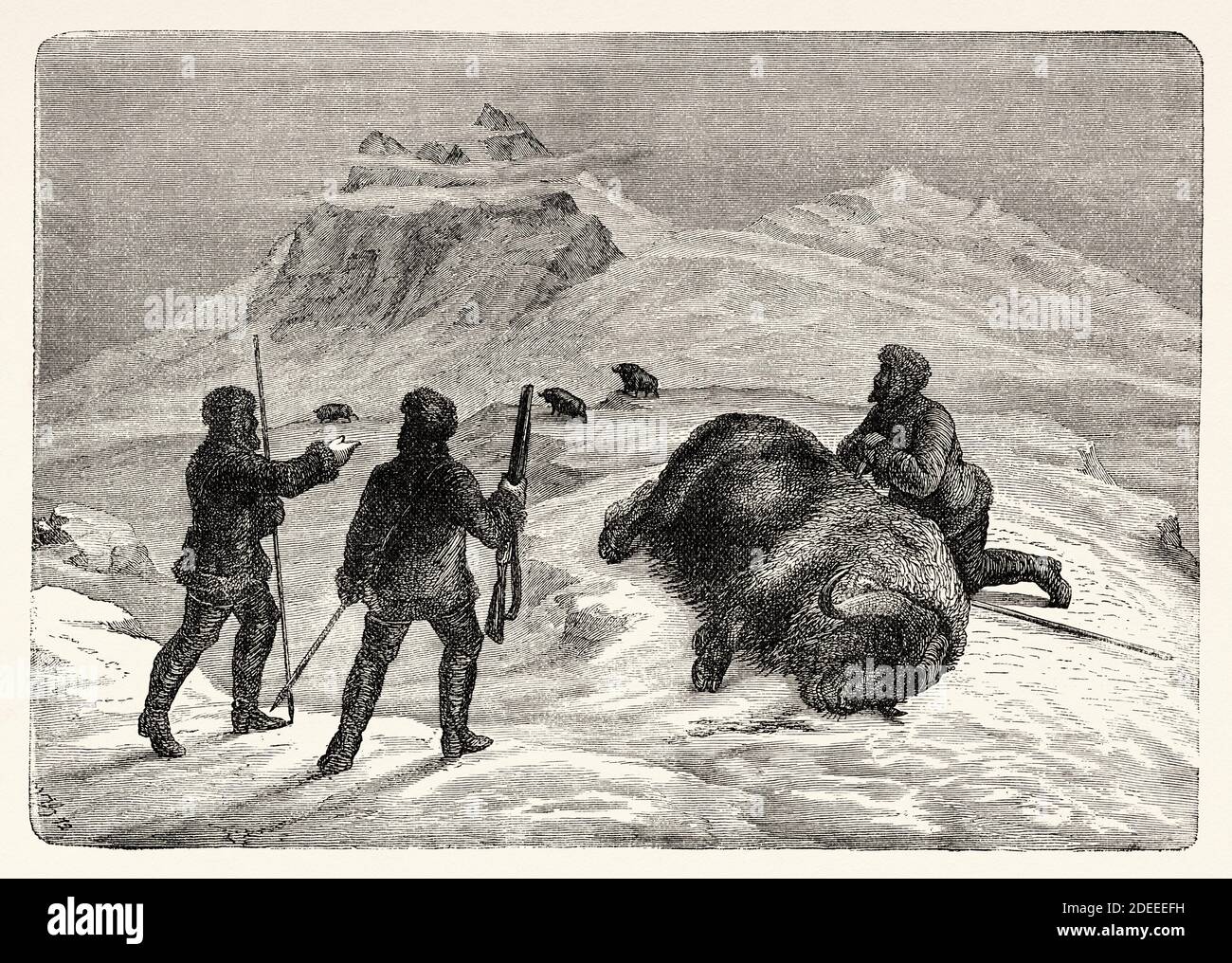 The hunt for the musk ox. Old 19th century engraved illustration ...